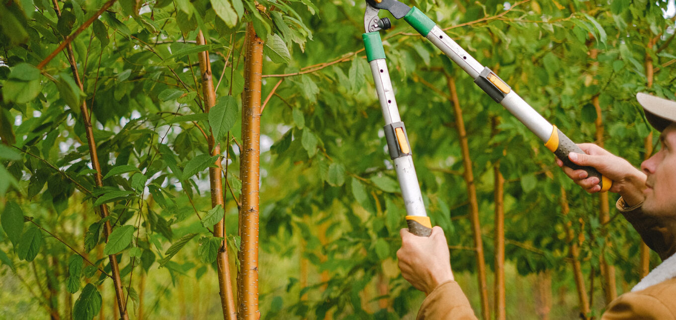 Orchard Pruning Caring For Newly Planted Fruit Trees